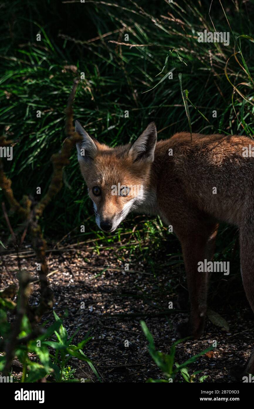 A fox feeding from scraps from a bird feeding station at RSPB Saltholme ...