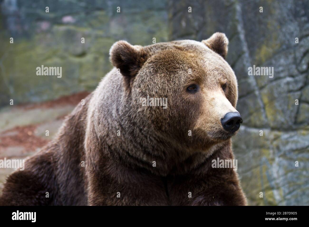 Zoo animals in copenhagen Denmark Stock Photo - Alamy