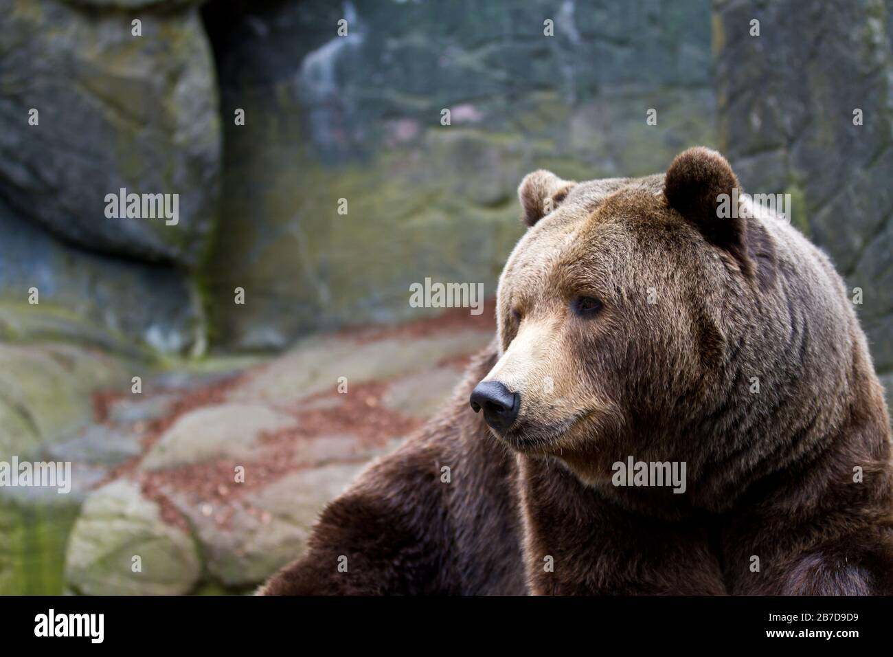 Zoo animals in copenhagen Denmark Stock Photo - Alamy