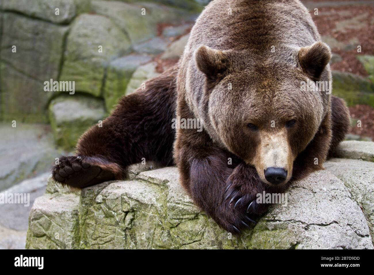 Zoo animals in copenhagen Denmark Stock Photo - Alamy