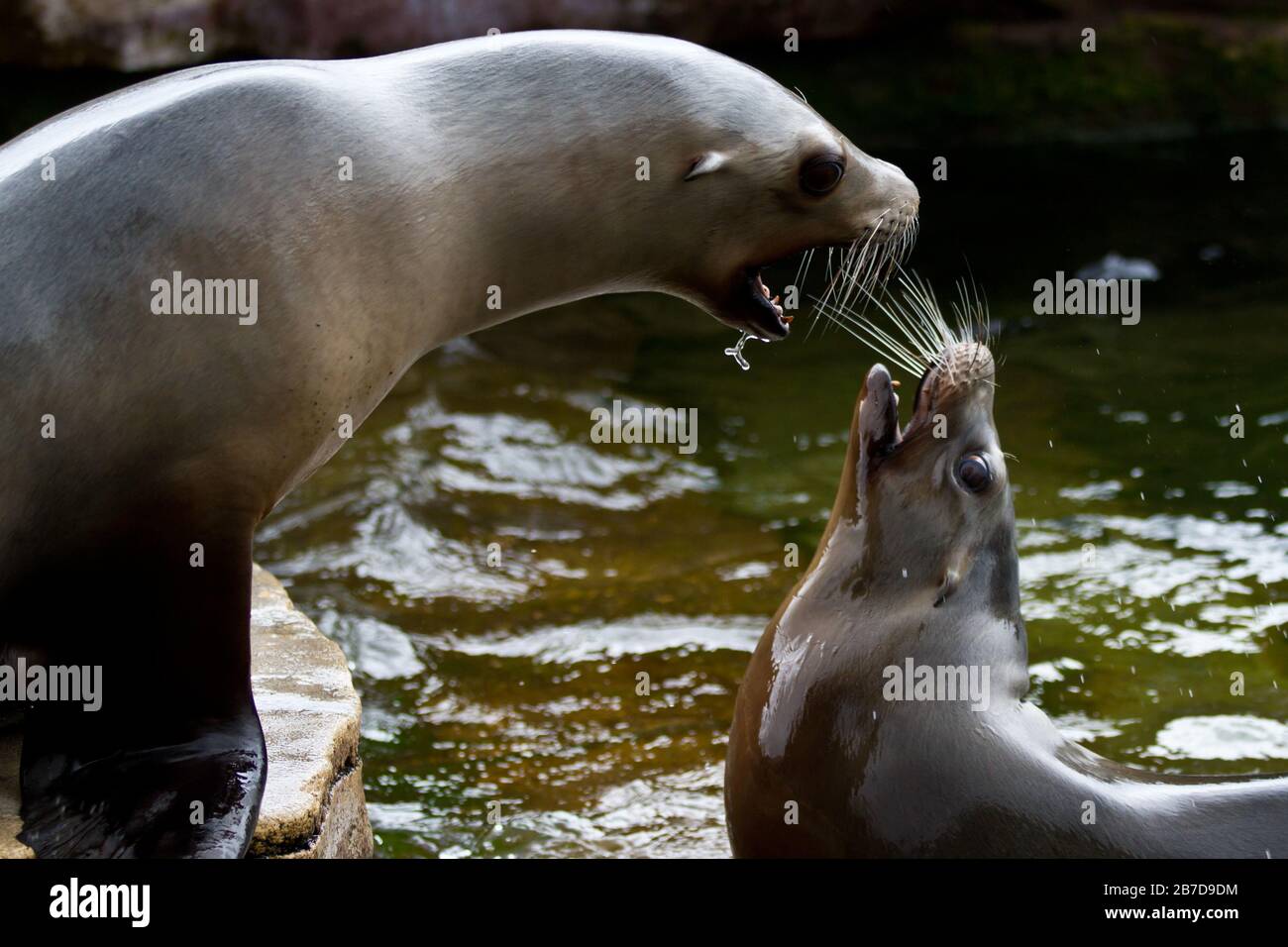 Zoo animals in copenhagen Denmark Stock Photo - Alamy
