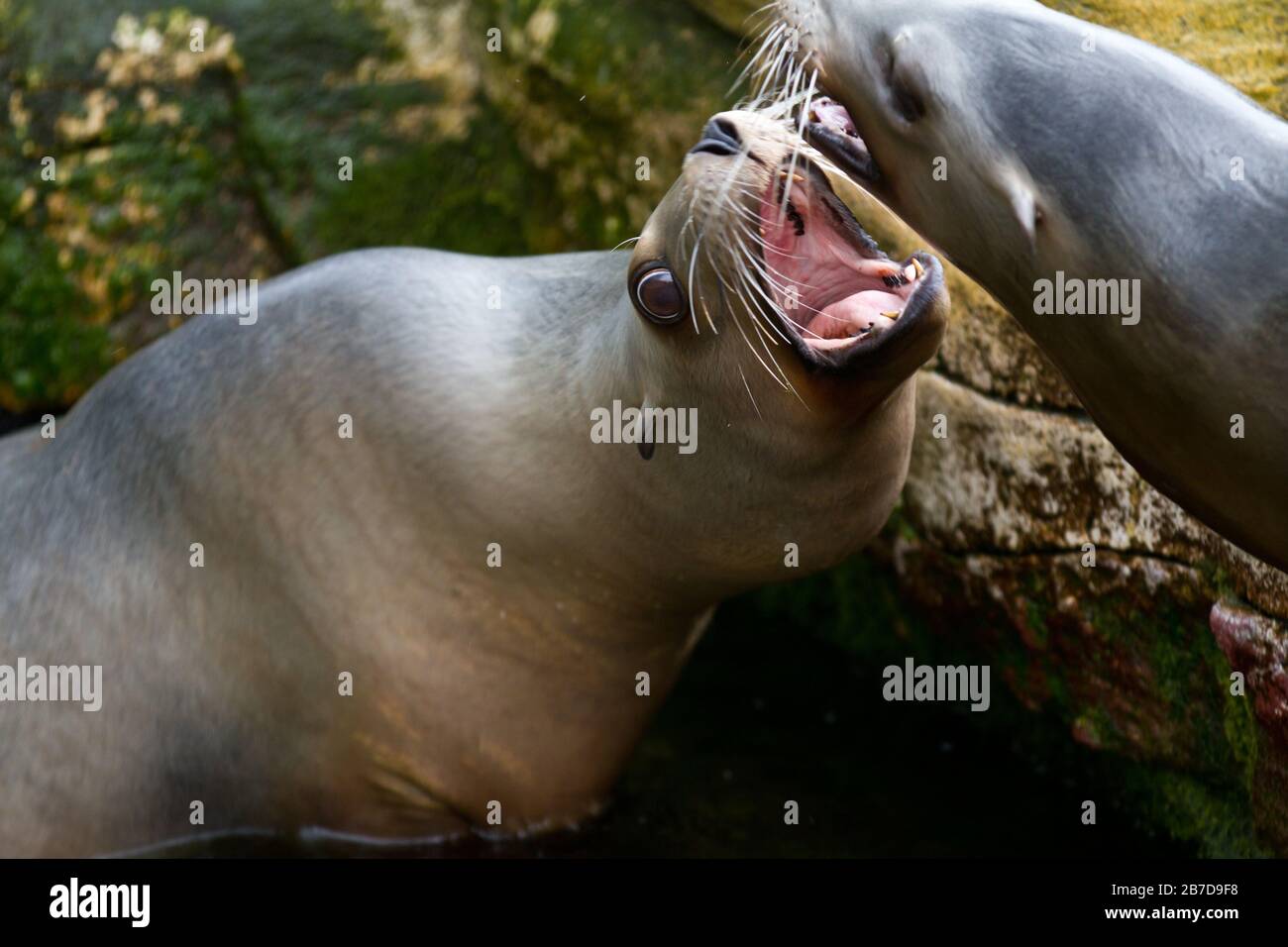 Zoo animals in copenhagen Denmark Stock Photo - Alamy