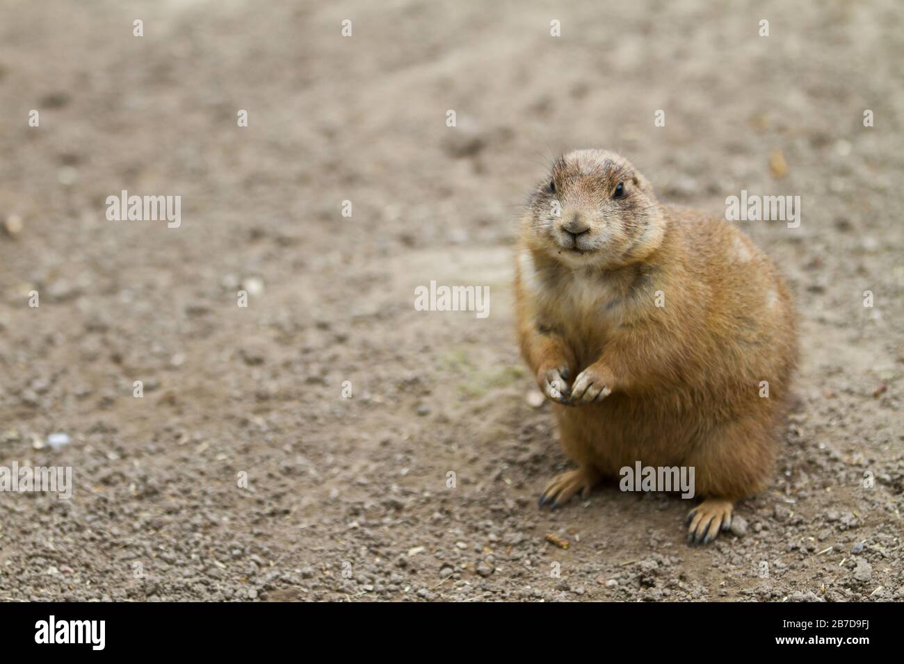 Zoo animals in copenhagen Denmark Stock Photo - Alamy