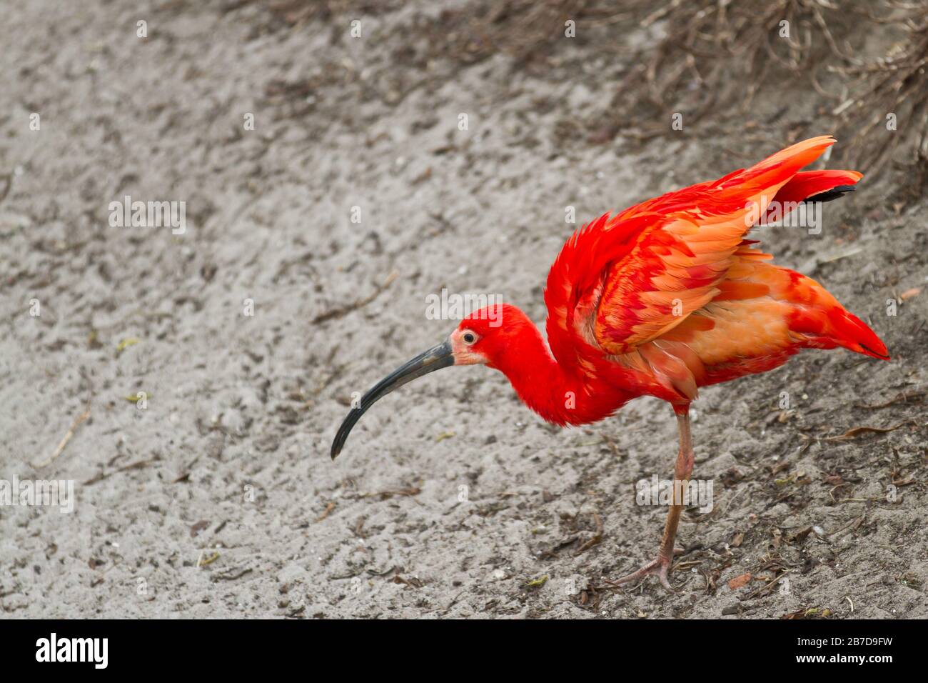 Zoo animals in copenhagen Denmark Stock Photo - Alamy