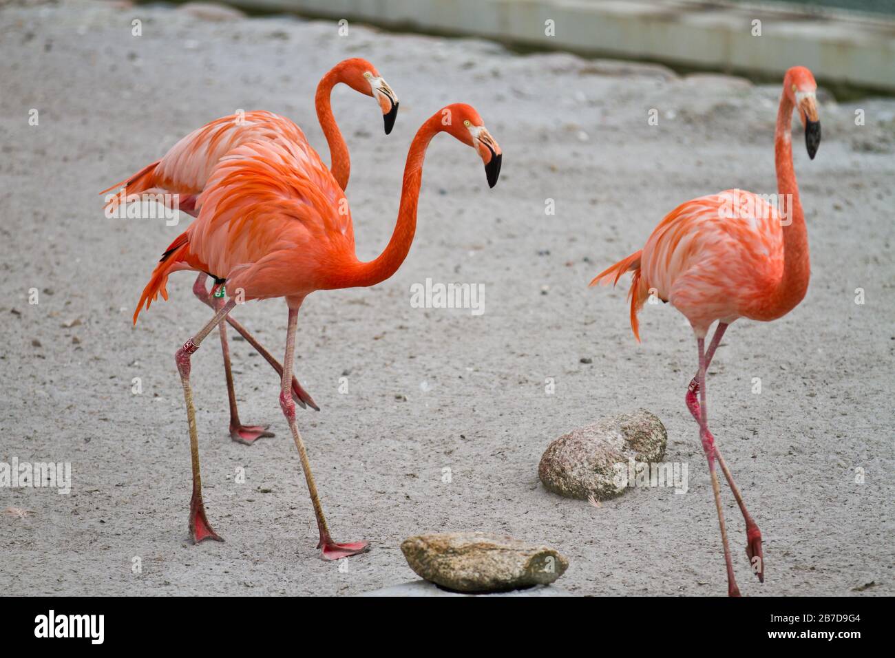 Zoo animals in copenhagen Denmark Stock Photo - Alamy