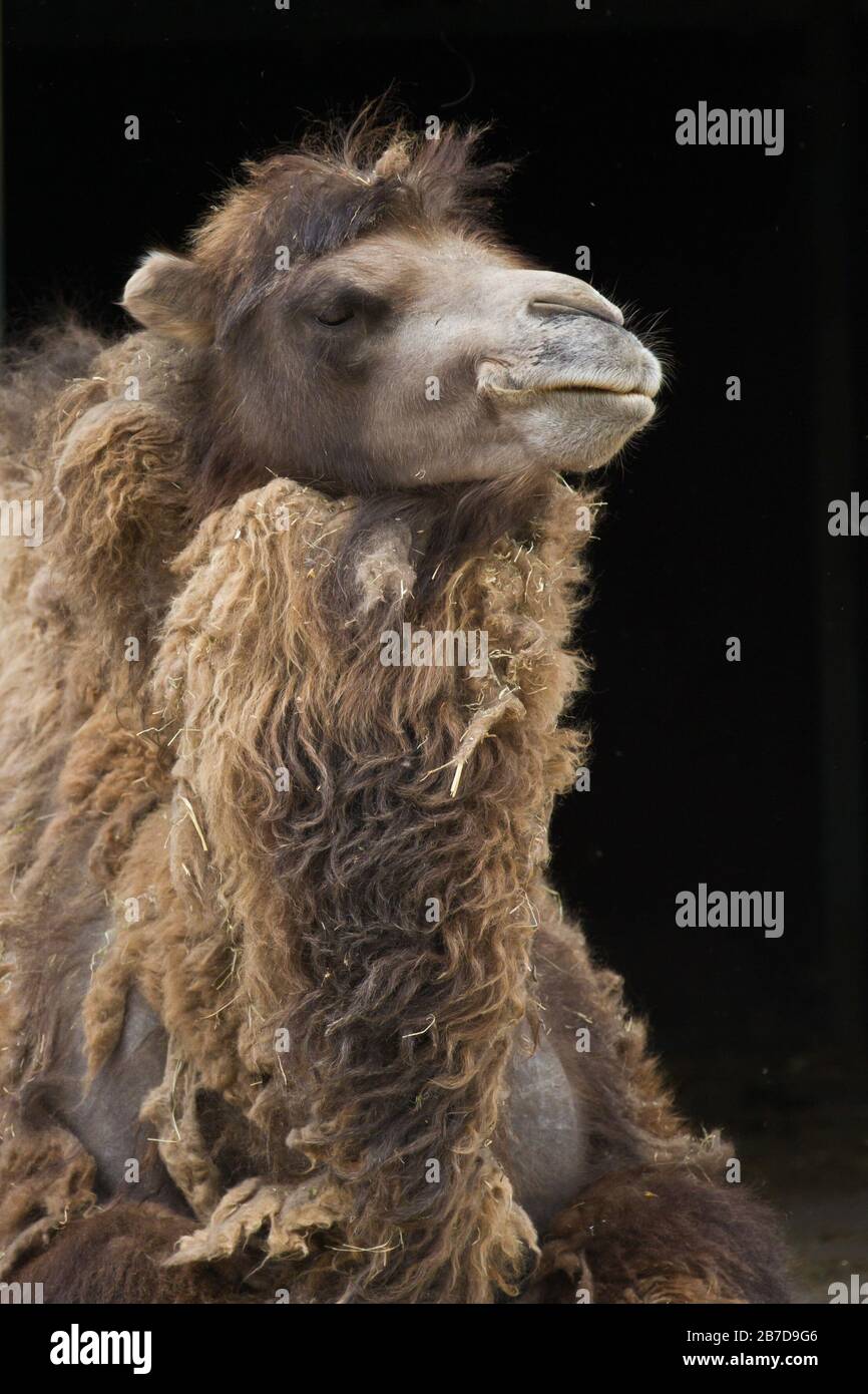 Zoo animals in copenhagen Denmark Stock Photo - Alamy