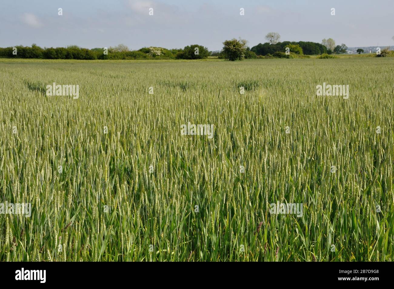 Wheat field at spring in Brittany Stock Photo - Alamy
