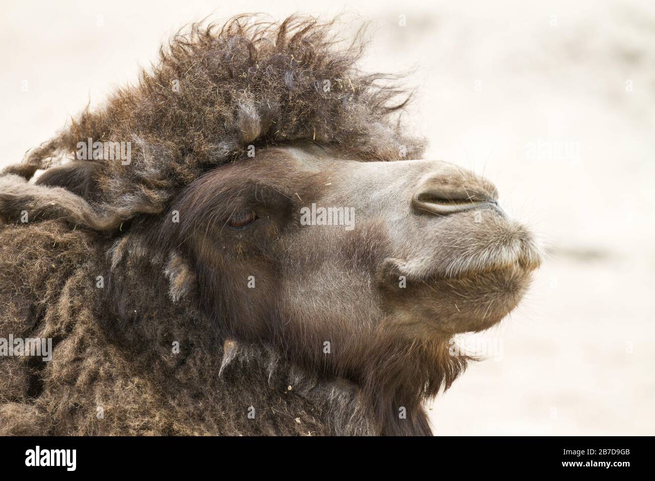 Zoo animals in copenhagen Denmark Stock Photo - Alamy