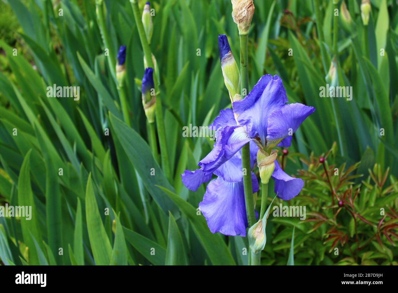 Iris Field High Resolution Stock Photography and Images - Alamy