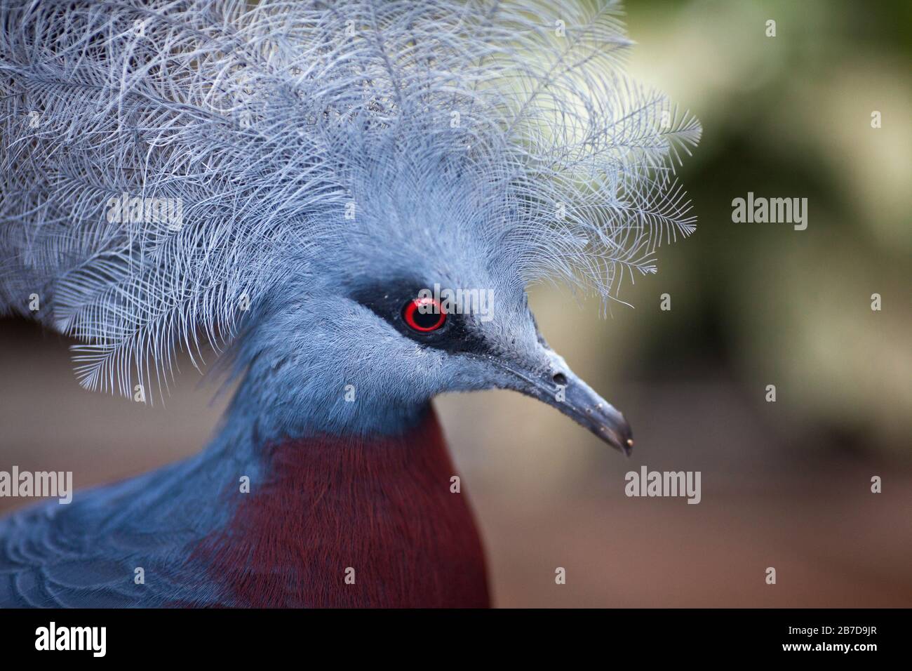 Zoo animals in copenhagen Denmark Stock Photo - Alamy