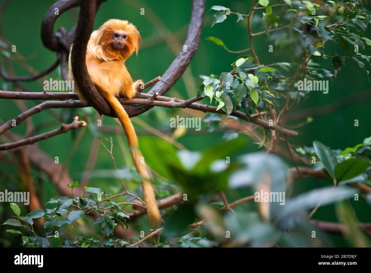 Zoo animals in copenhagen Denmark Stock Photo - Alamy