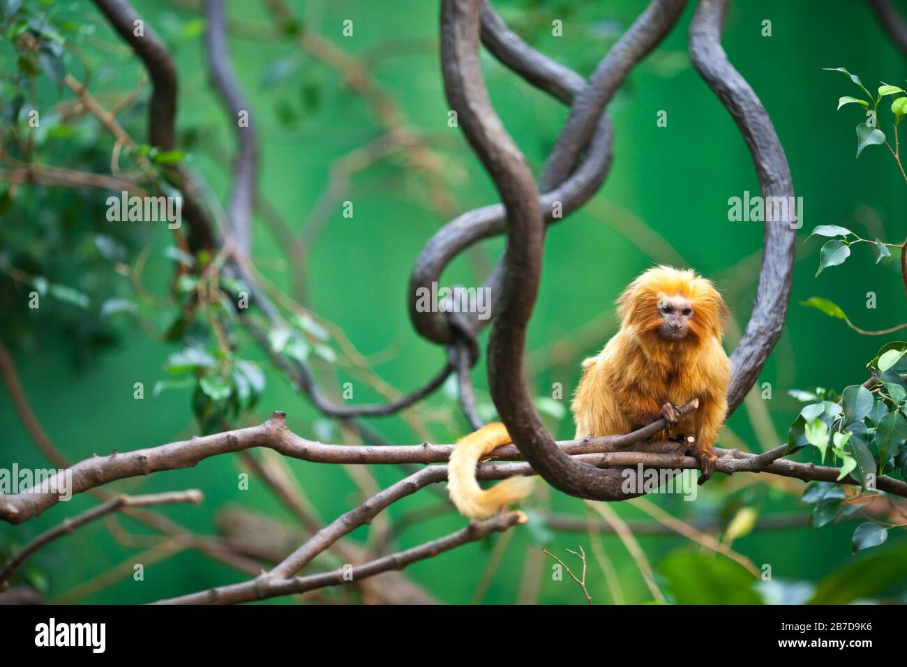 Zoo animals in copenhagen Denmark Stock Photo - Alamy