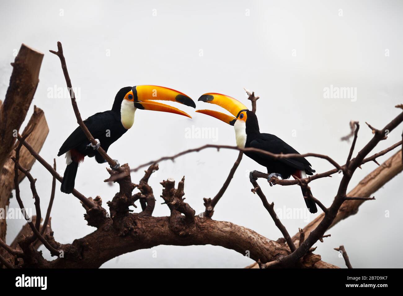 Zoo animals in copenhagen Denmark Stock Photo - Alamy