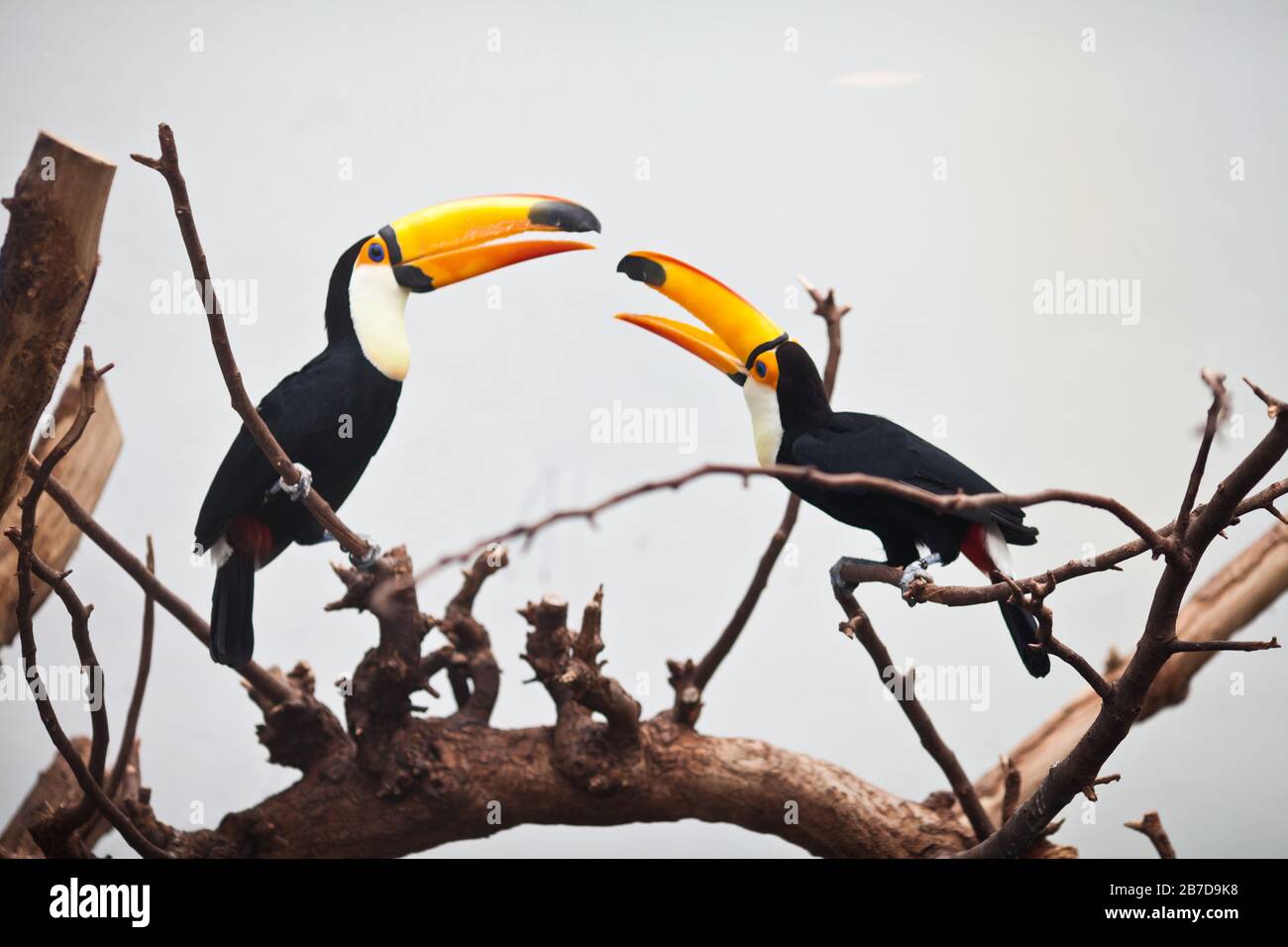 Zoo animals in copenhagen Denmark Stock Photo - Alamy