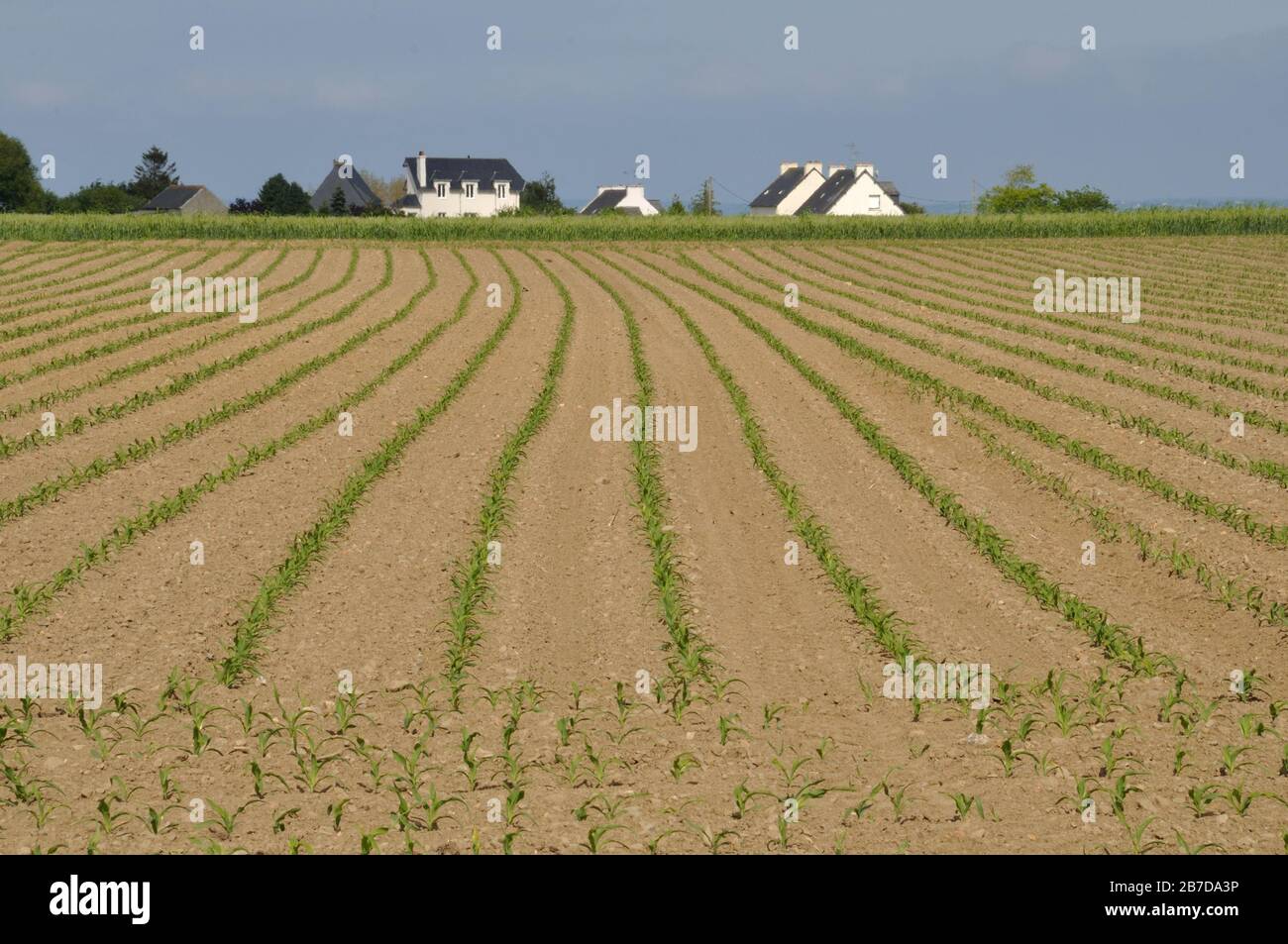 Corn field in Spring in Brittany Stock Photo - Alamy