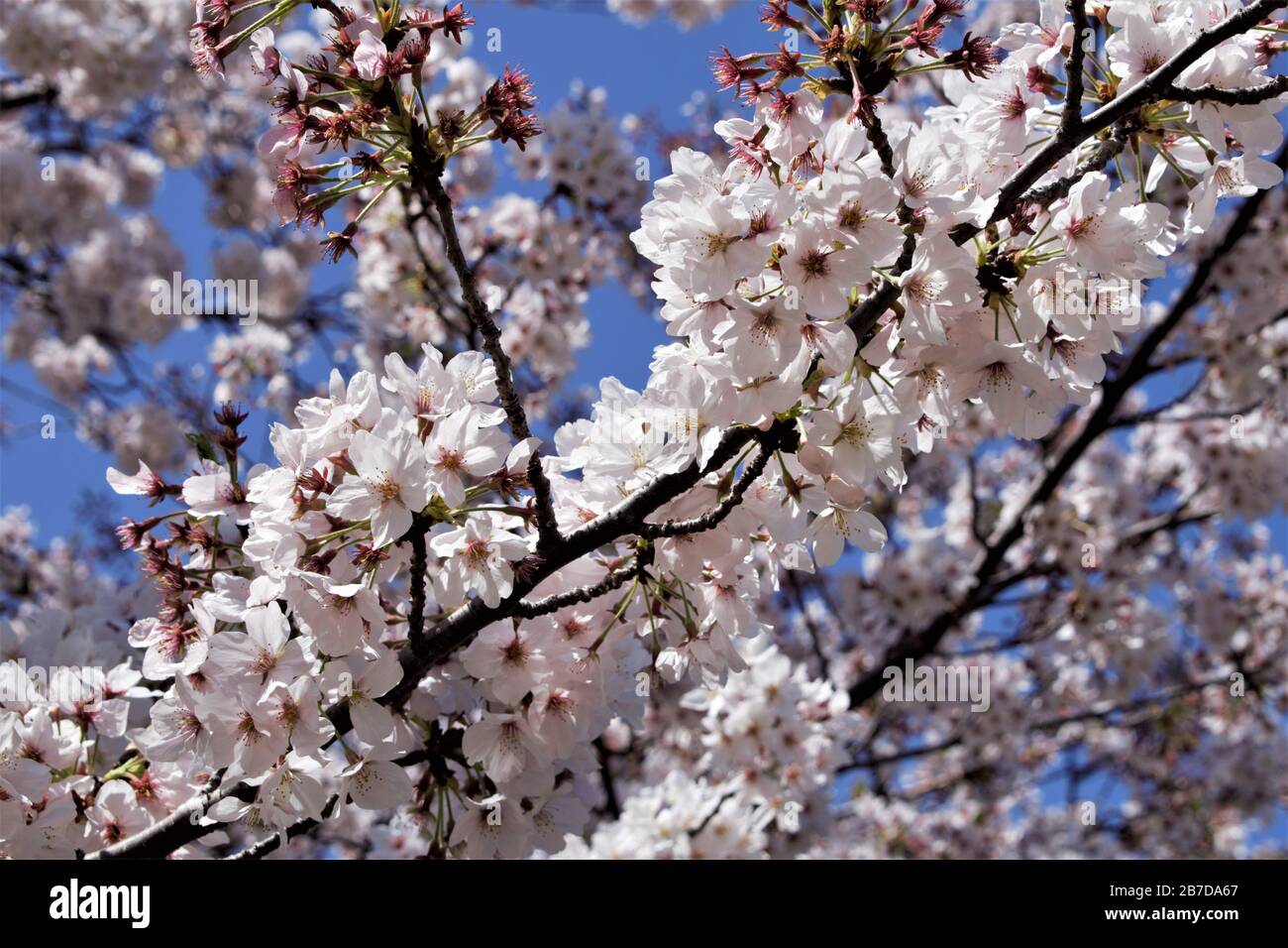 Sakura cherry blossom during Hanami time at Hamarikyu Gardens, Tokyo ...