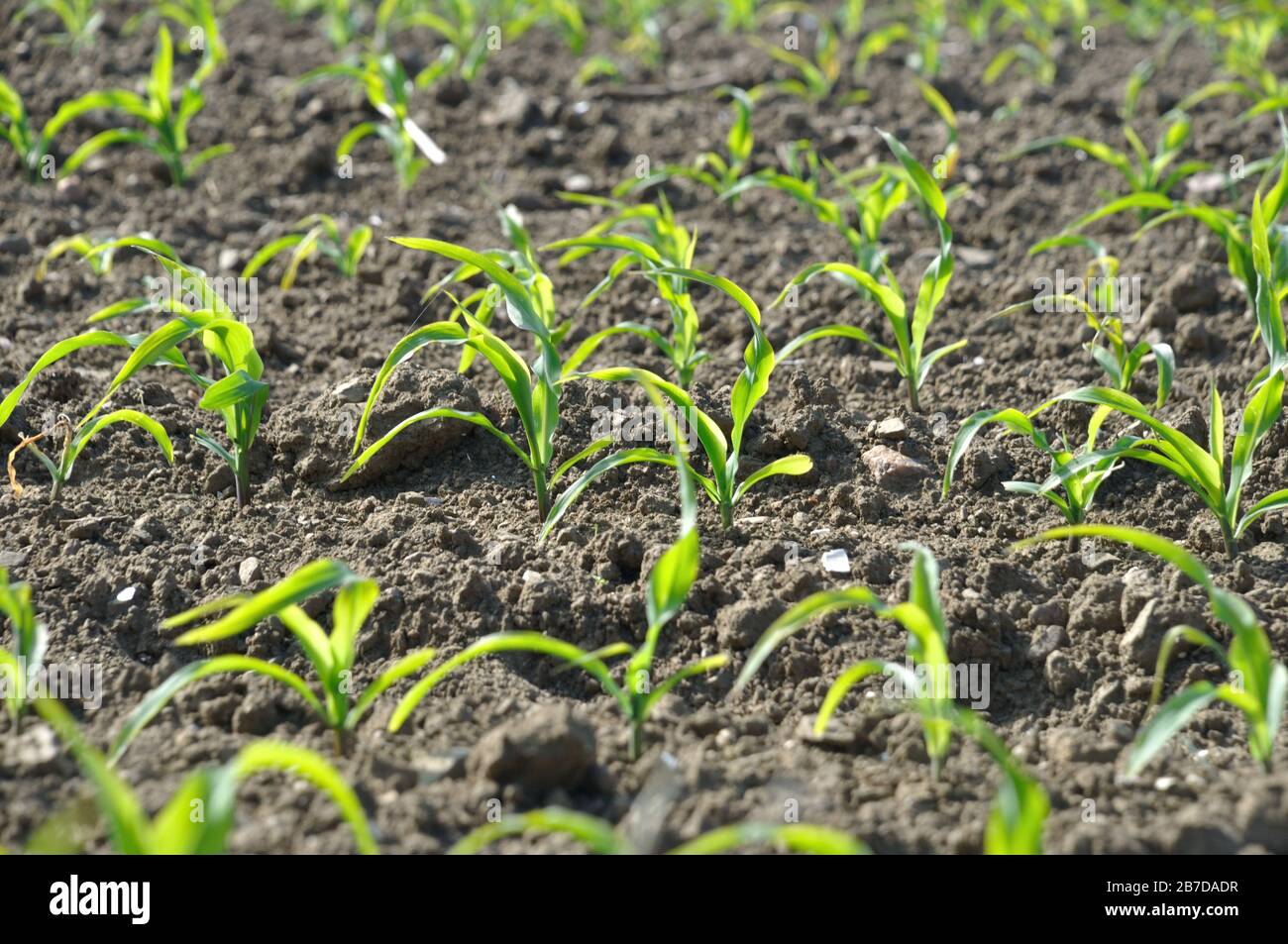 Corn field in Spring in Brittany Stock Photo - Alamy