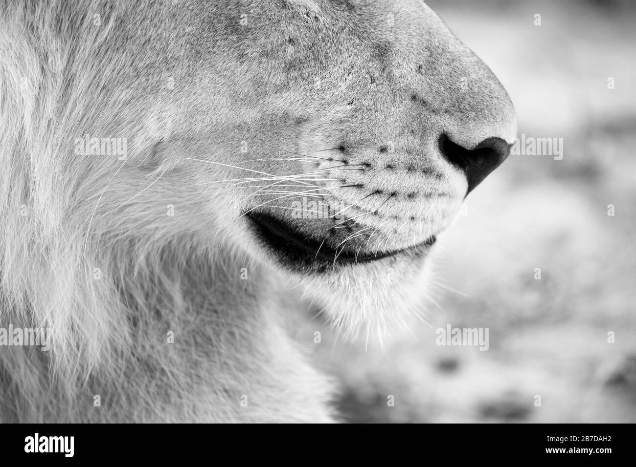 Lions nose hi-res stock photography and images - Alamy