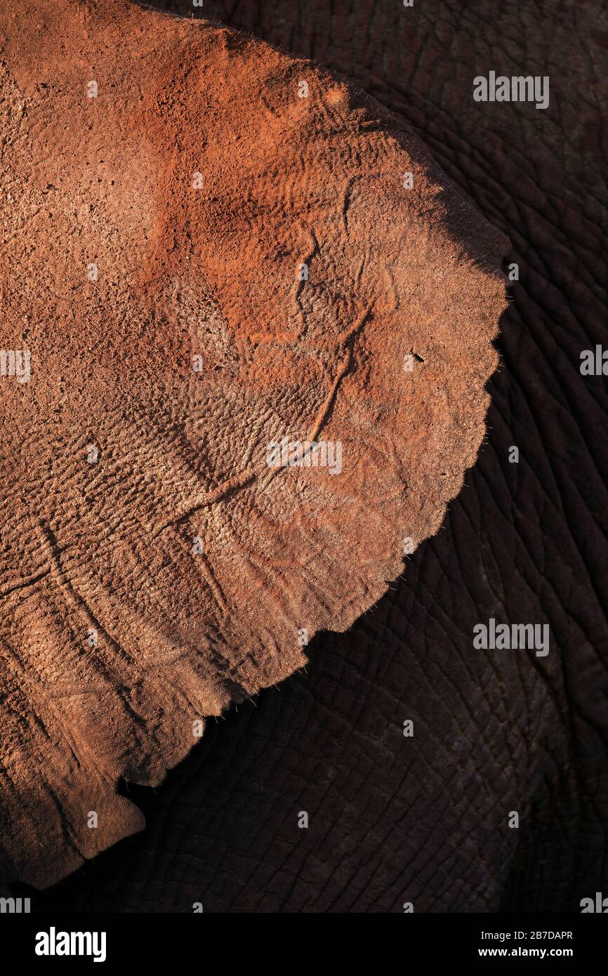 A close up vertical photograph of a dusty elephant's ear at sunset ...