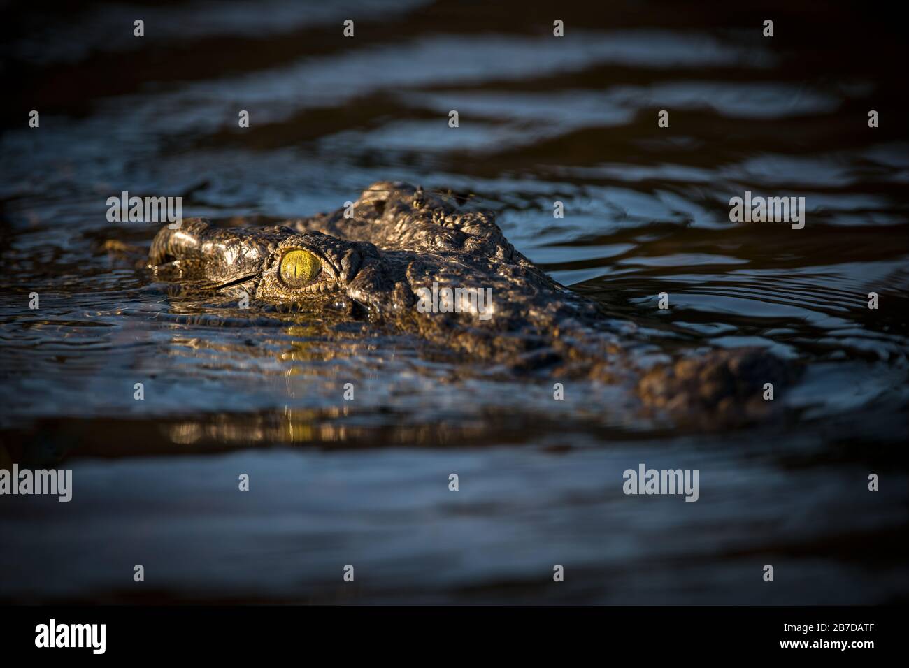 Crocodile botswana detail hi-res stock photography and images - Alamy