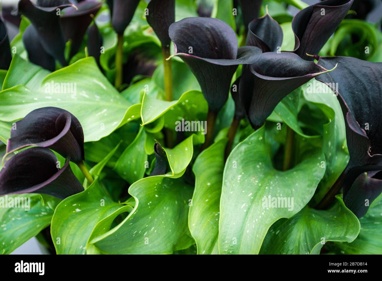 Black calla lily hi-res stock photography and images - Alamy