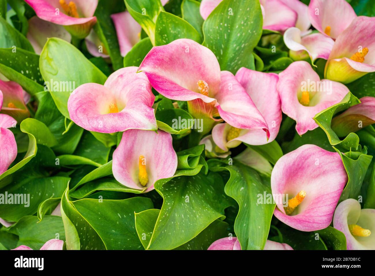 cala lily pink flower background Stock Photo - Alamy