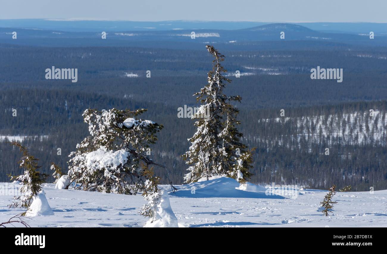 Snowy trees at the top of the fell Kuer in Finland's Lapland Stock ...