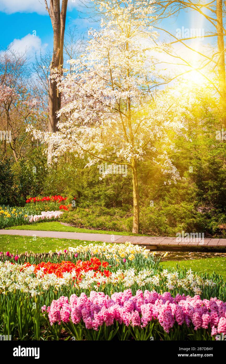 Spring landscape. Sun rays shining on a meadow flowers. garden in ...