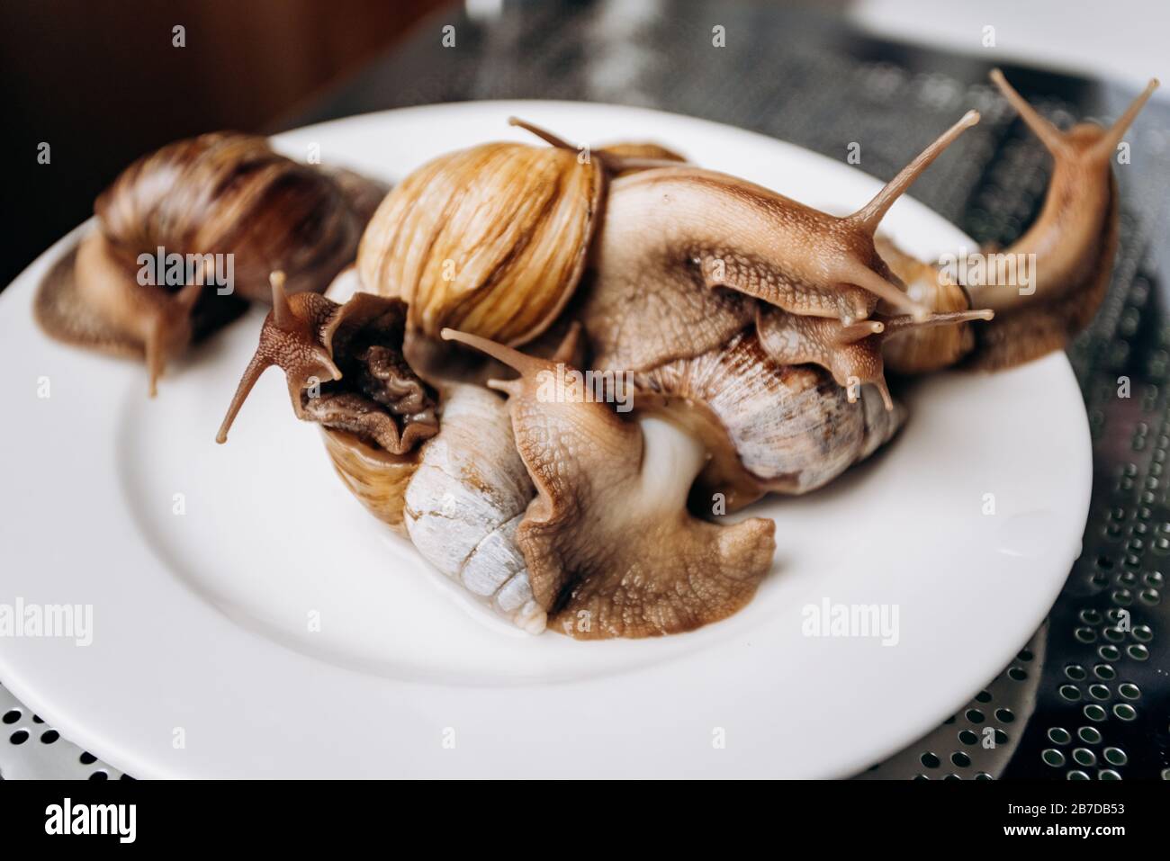 Live snails on a white plate ready to cook Stock Photo - Alamy