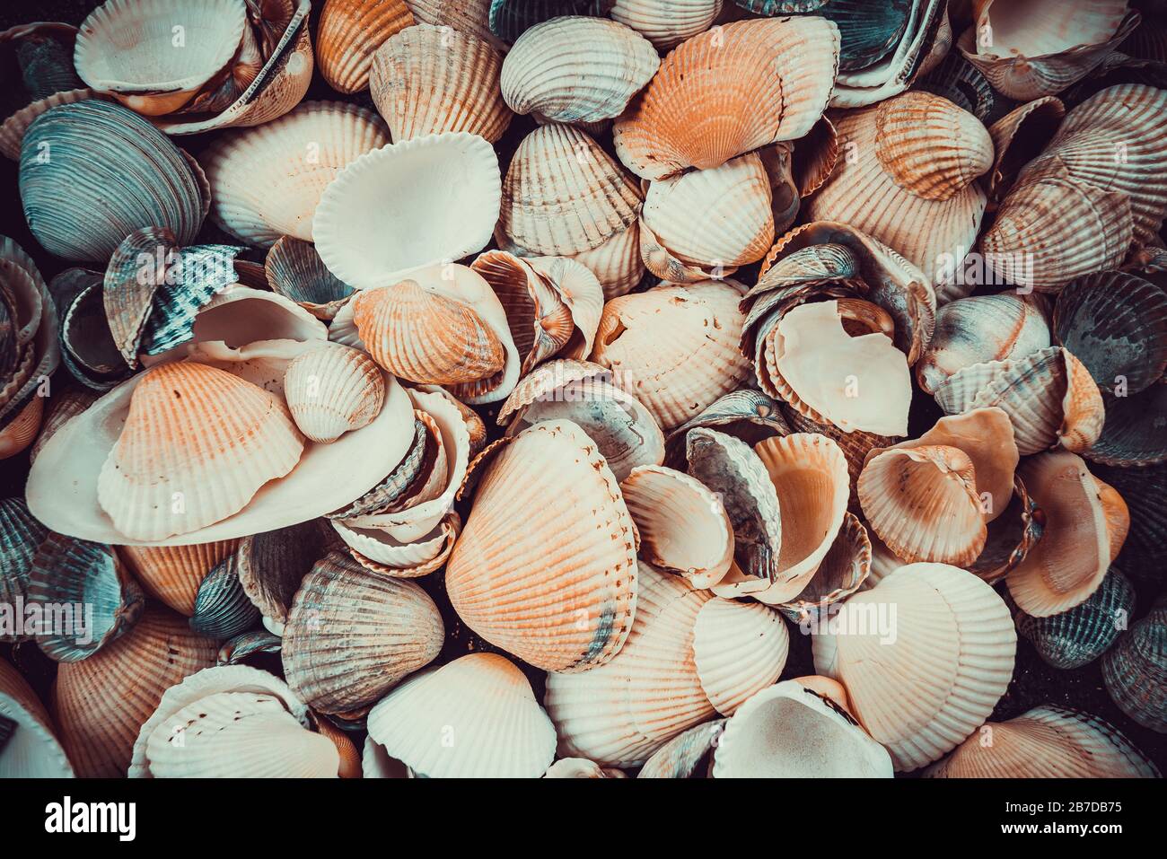 beautiful background and texture of nature sea shell pattern Stock ...