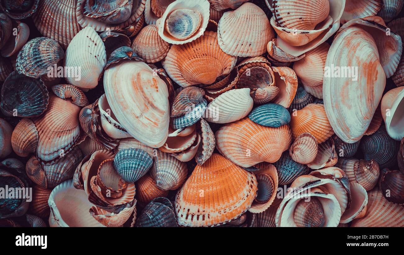 beautiful background and texture of nature sea shell pattern Stock ...