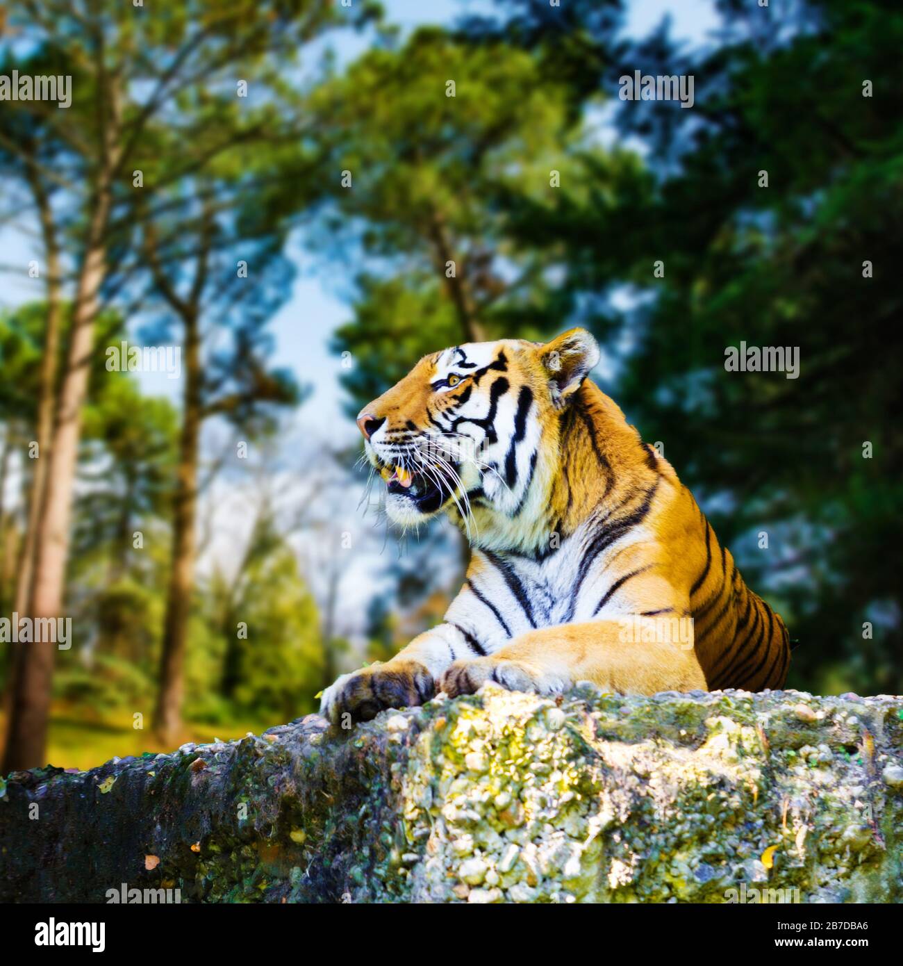Portrait of a Tiger in the wild habitat Stock Photo - Alamy