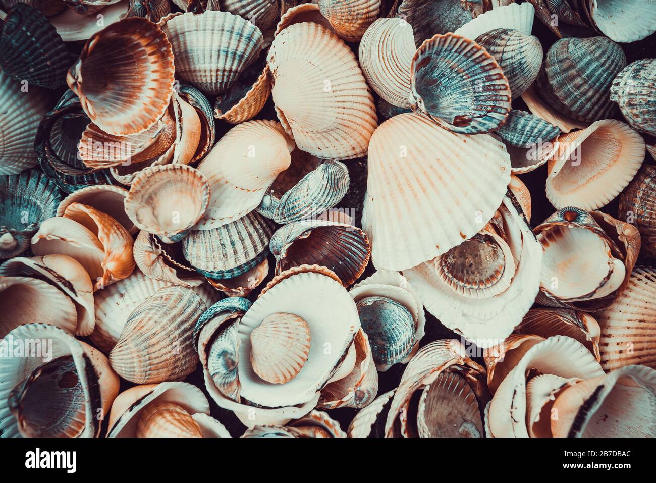 Mixed colorful sea shells as background. Sea Shell Texture Stock Photo ...
