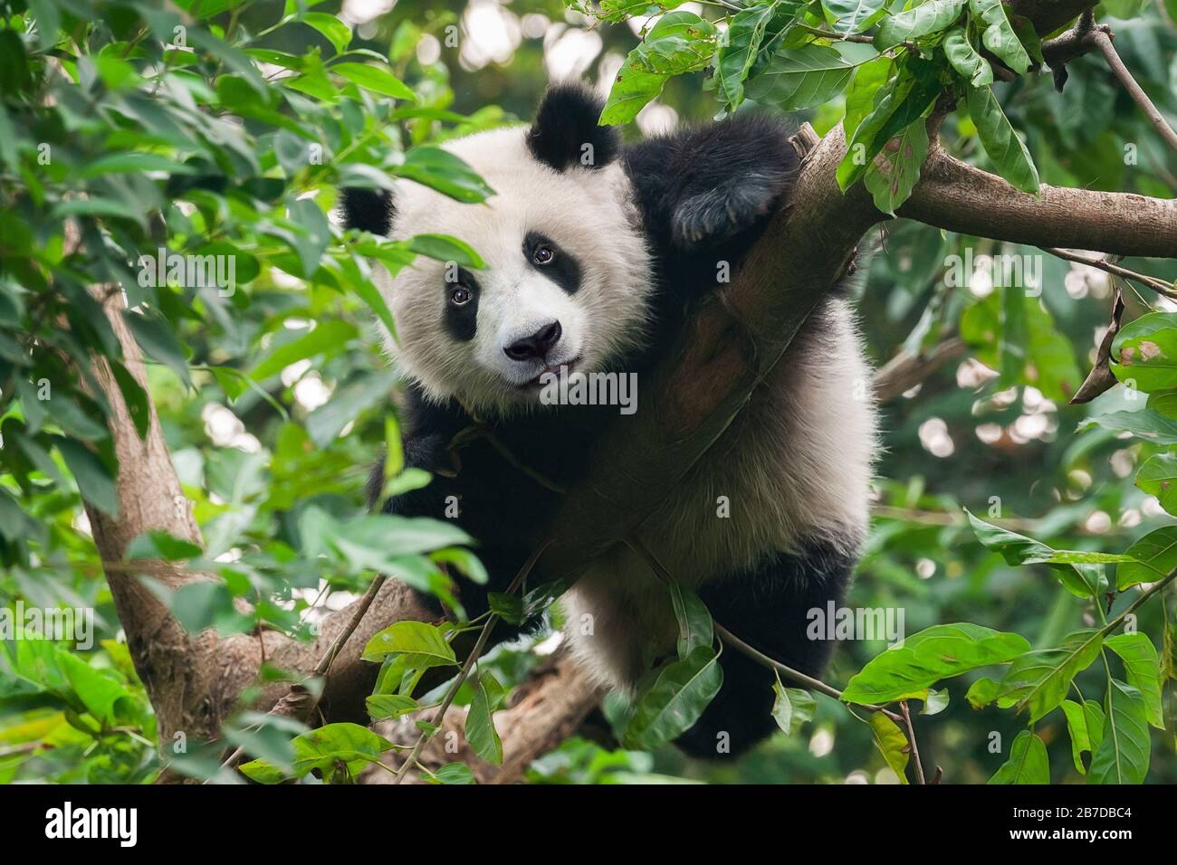 Cute giant panda bear in tree Stock Photo - Alamy
