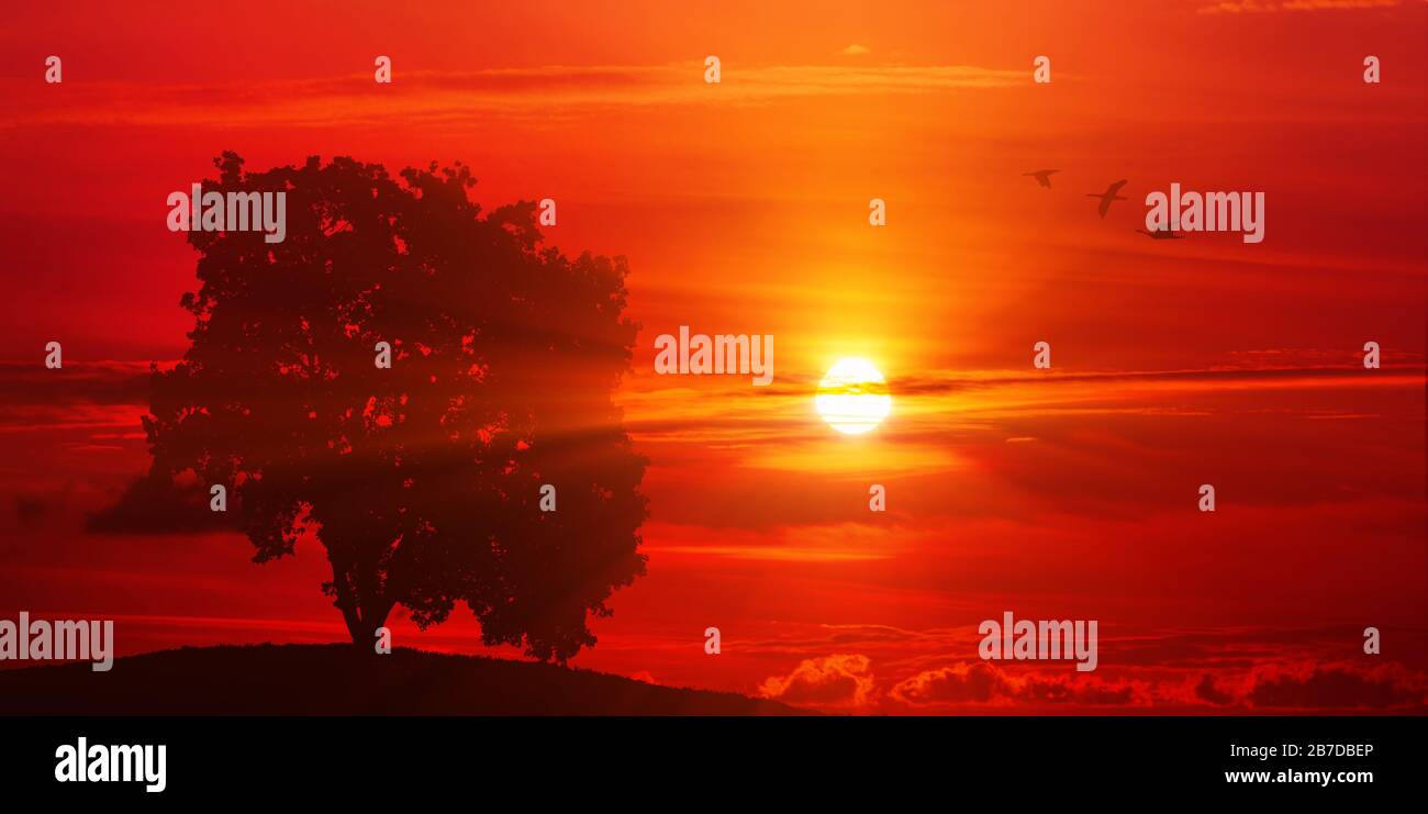 tree and birds on the sunset. beautiful sunrise. Nature background ...