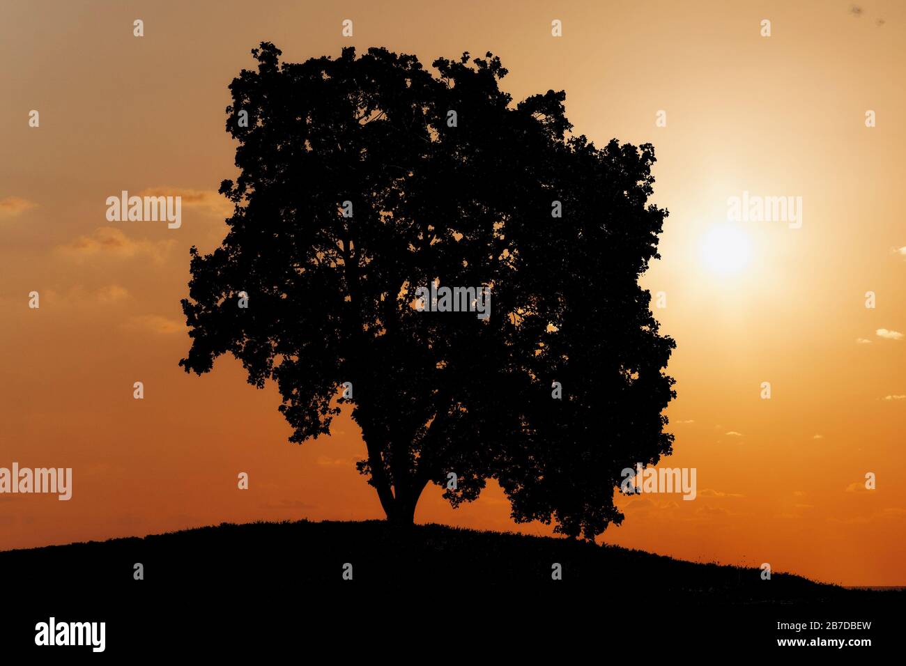 sunset time with big tree and birds. Old Beautiful Oaktree At Sunset ...