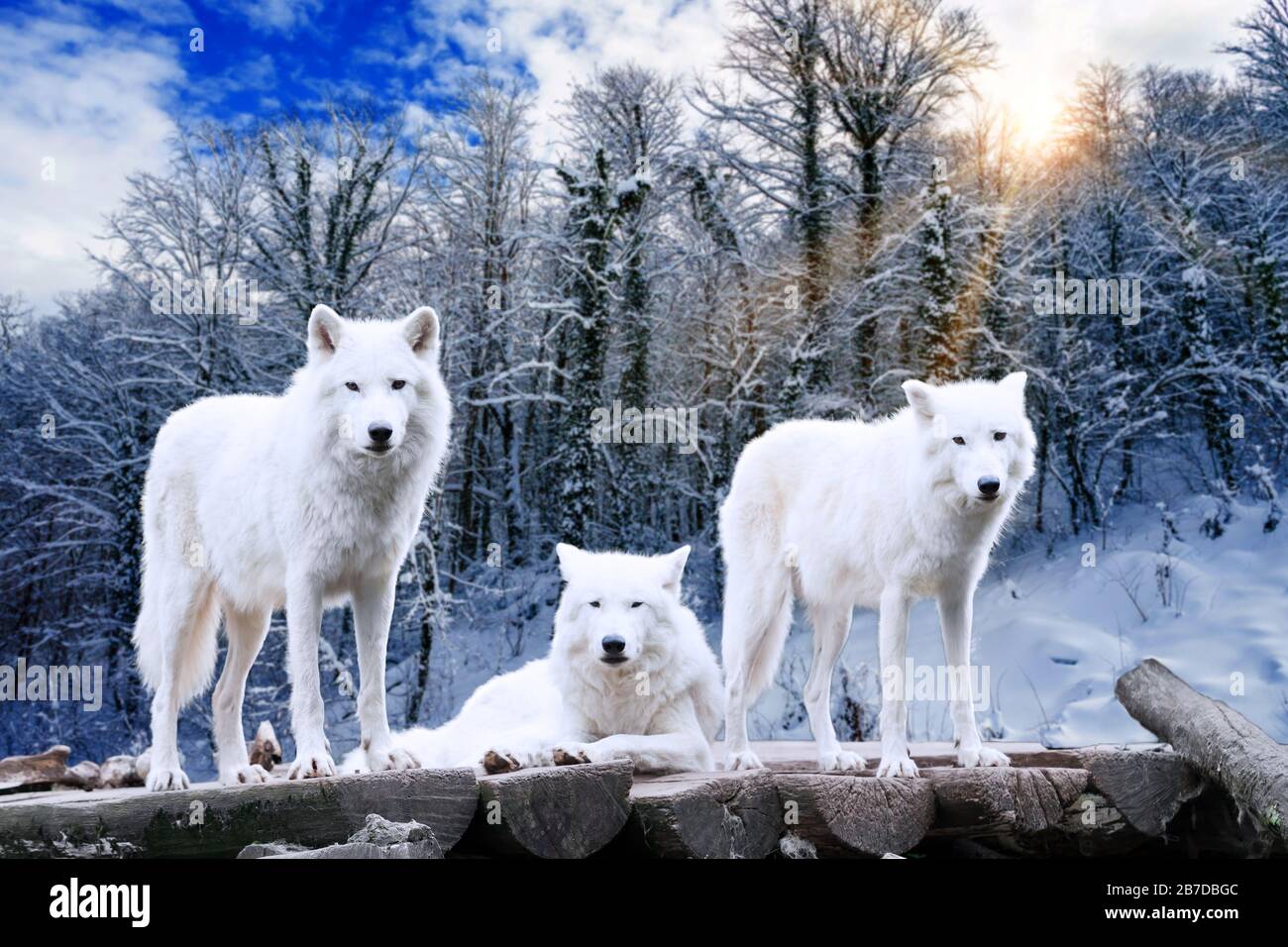 White Wolf In Forest