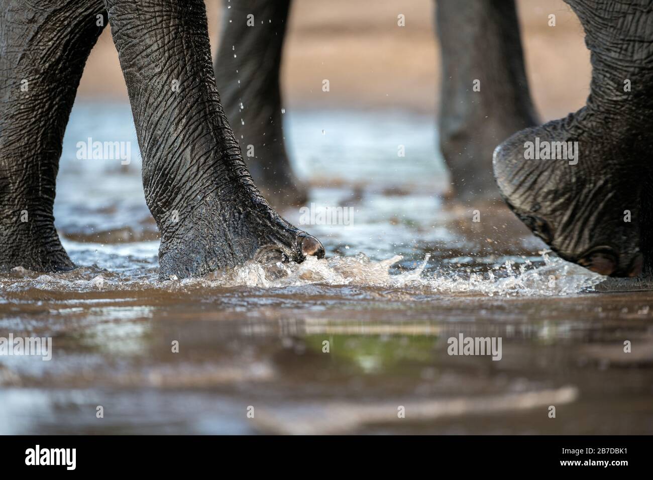 A close up photograph of an elephant's legs, while it's walking through ...