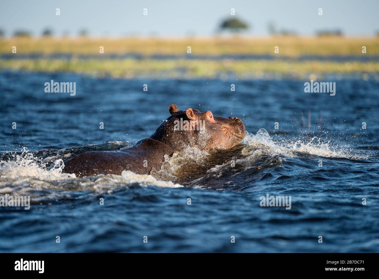 A detailed action photograph of a hippo jumping out of the water and ...