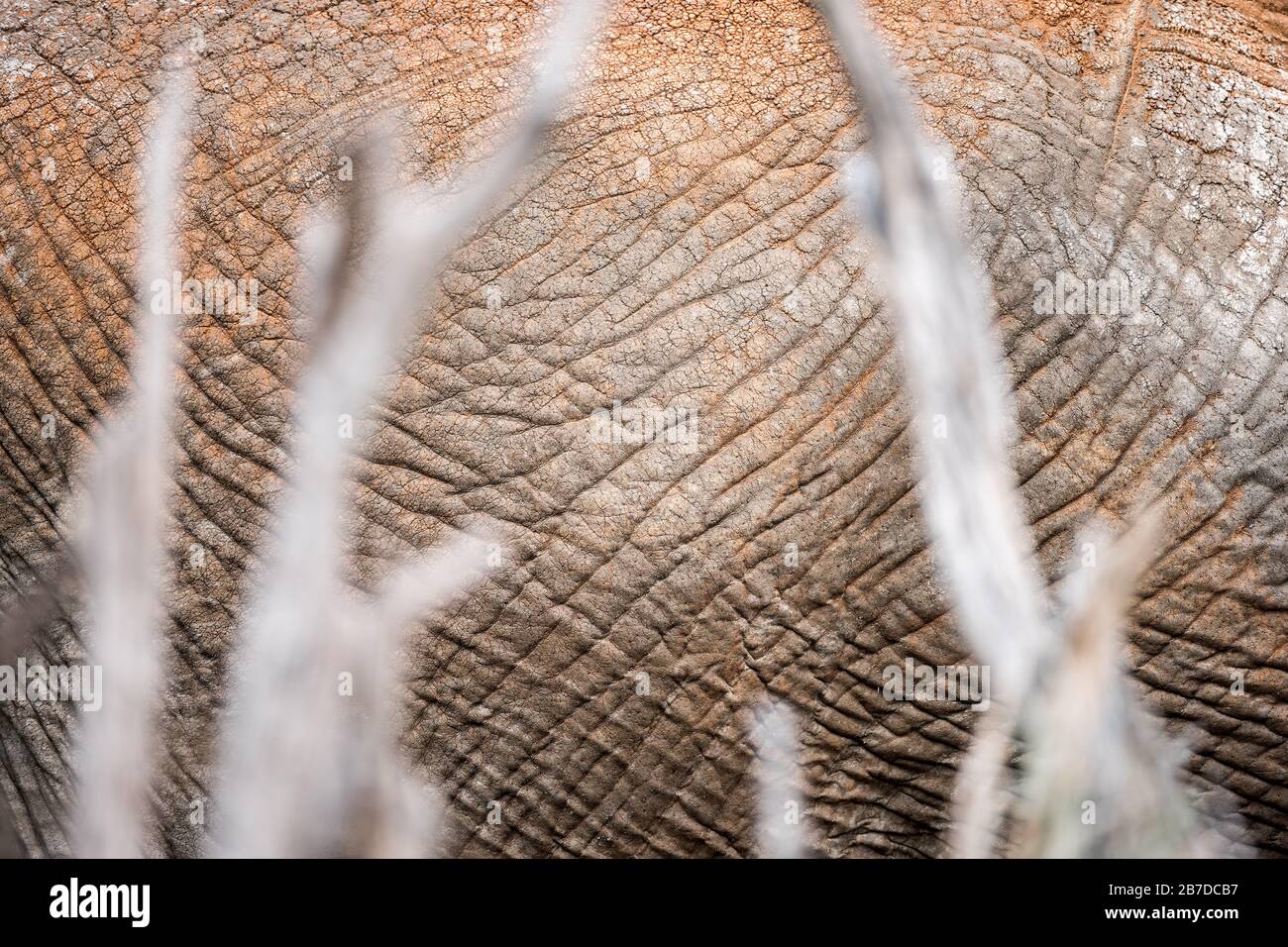 Elephant skin wallpaper hi-res stock photography and images - Alamy