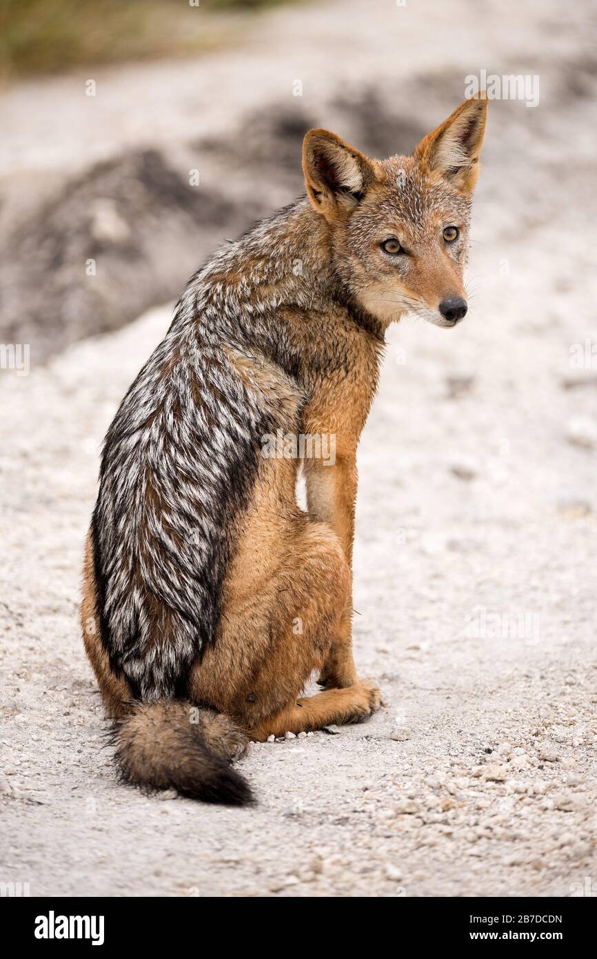 A close up vertical portrait of a black-backed jackal sitting on a sand ...
