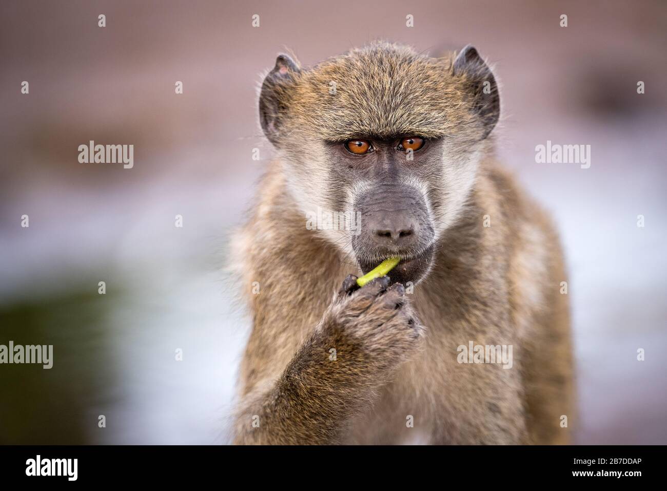 Monkey watching sunset hi-res stock photography and images - Alamy