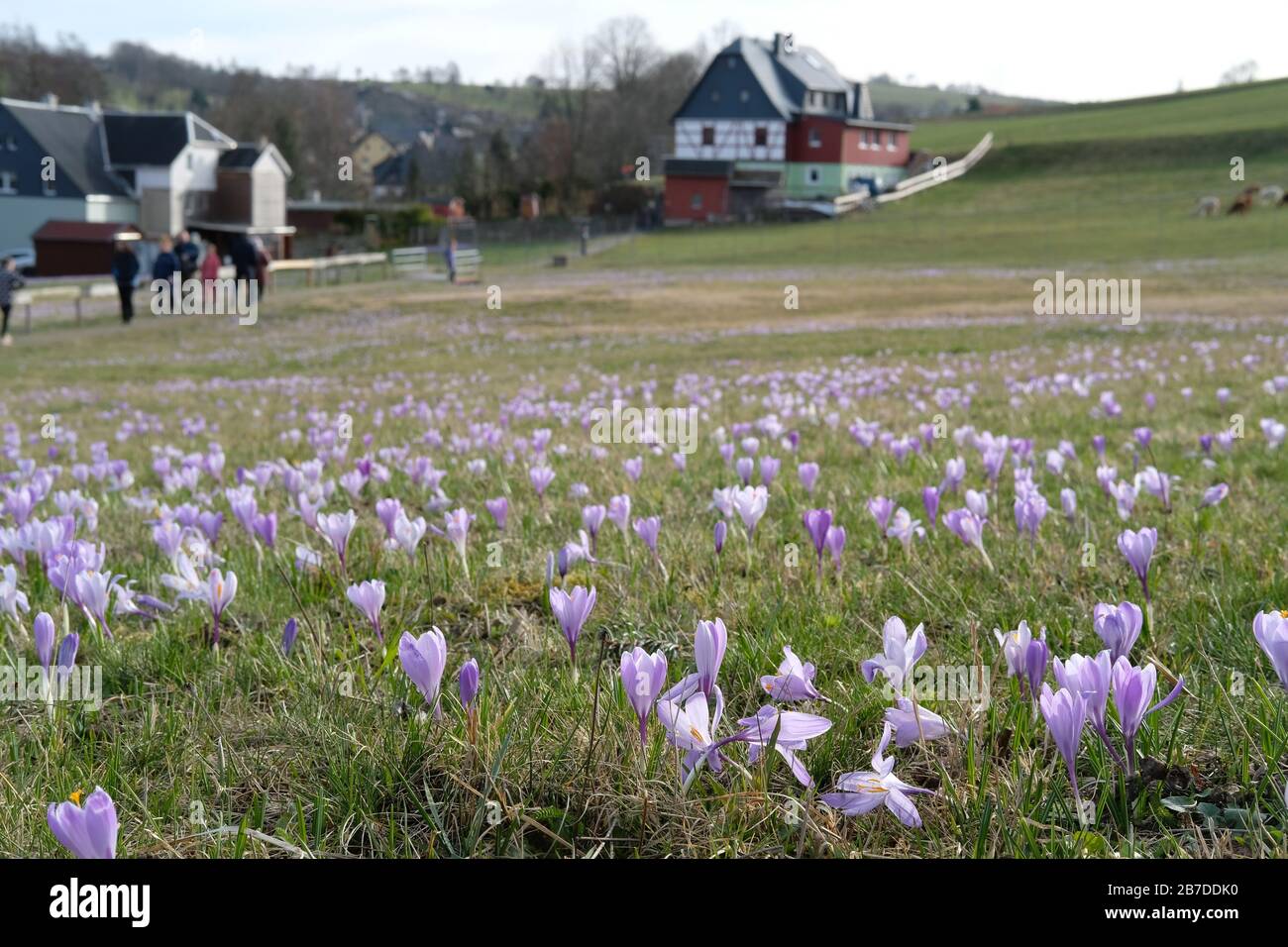 Drebach, Germany. 15th Mar, 2020. Crocuses bloom in a meadow. The ...