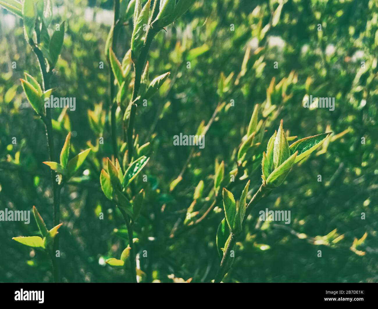 Green spring leaves in botanical garden on a sunny day, beautiful ...