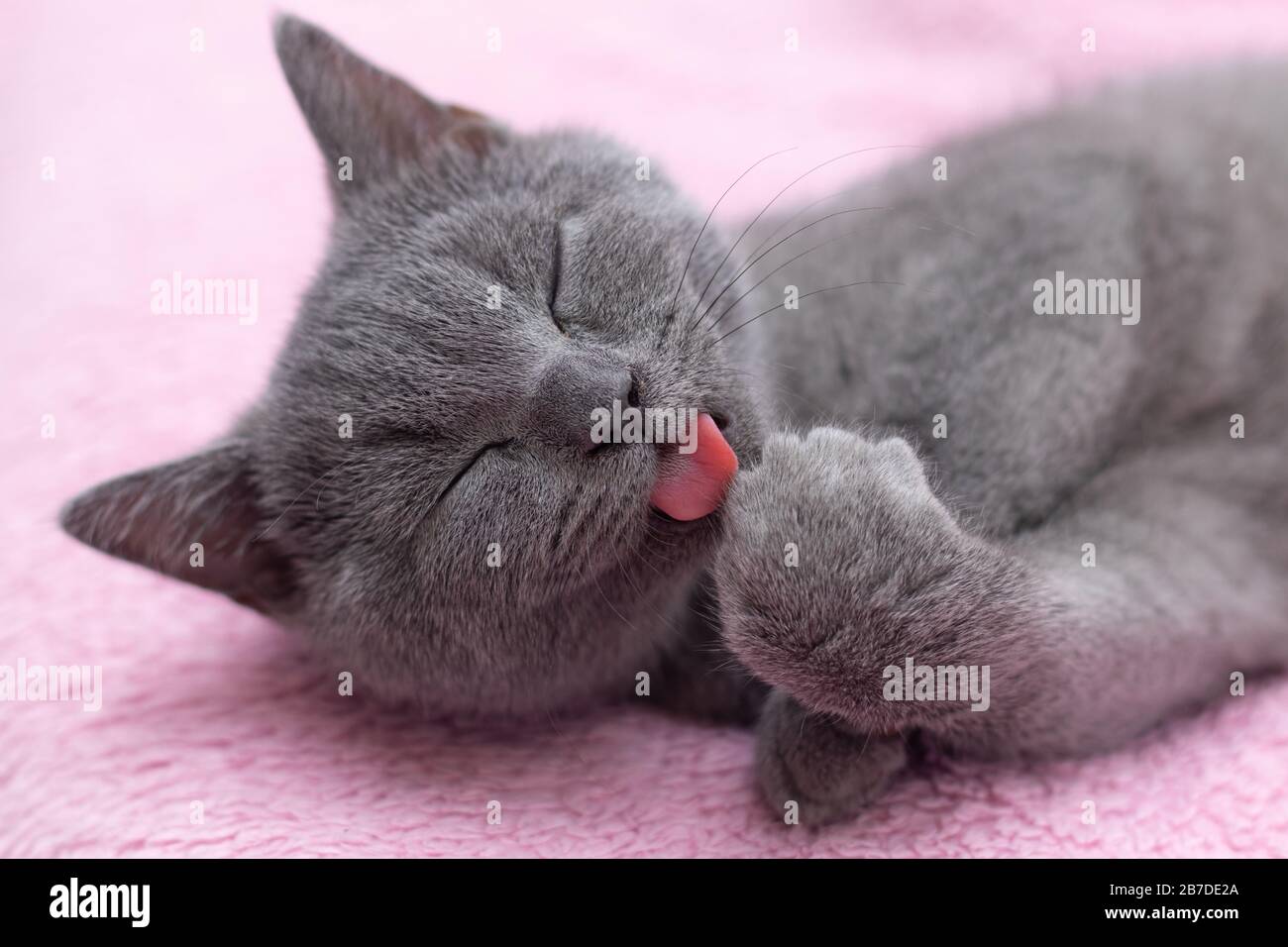 Home well-groomed cat washes his paw. Pure animal. Pet. Grey British ...