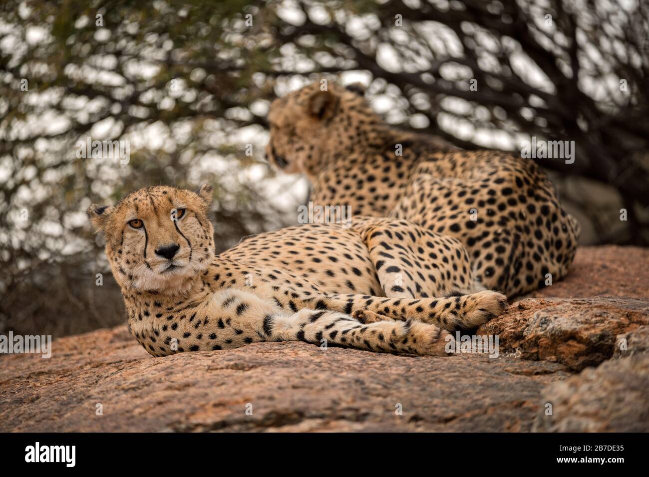 A close up photograph of two cheetahs lying and relaxing on a rock with ...