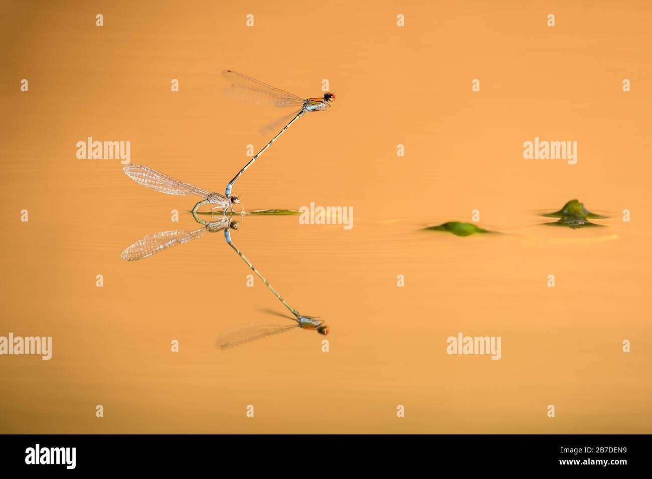 African dragonflies hi-res stock photography and images - Alamy