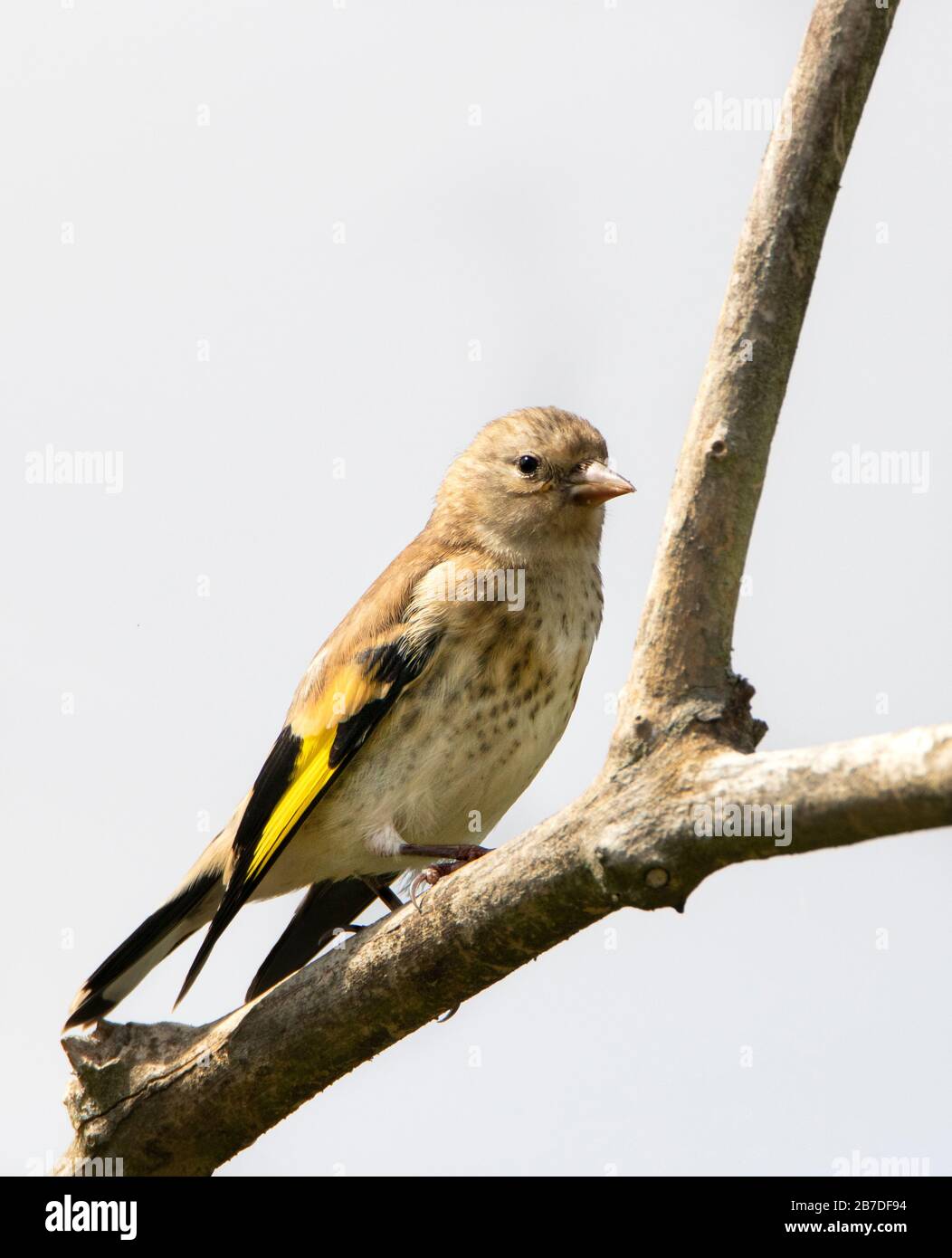 Baby goldfinch hi-res stock photography and images - Alamy