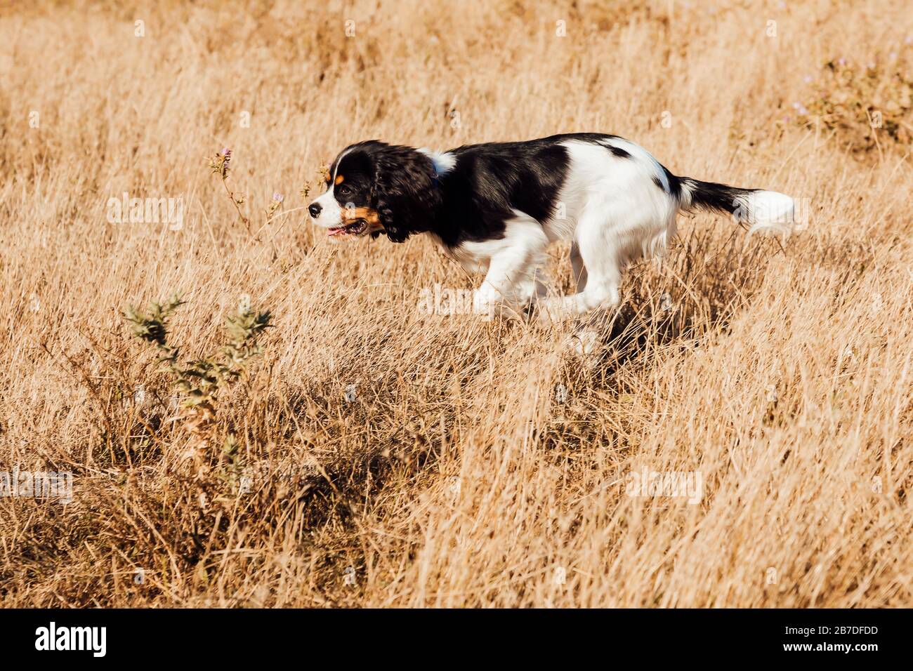 Cocker Spaniel dog hunts in the field Stock Photo - Alamy