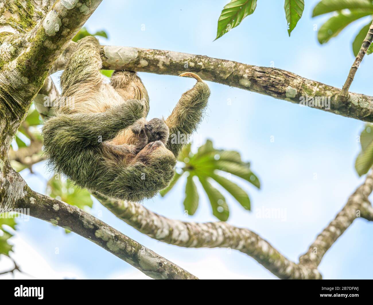 A brown throated 3 toed sloth hanging i a tree with a Baby in Costa ...